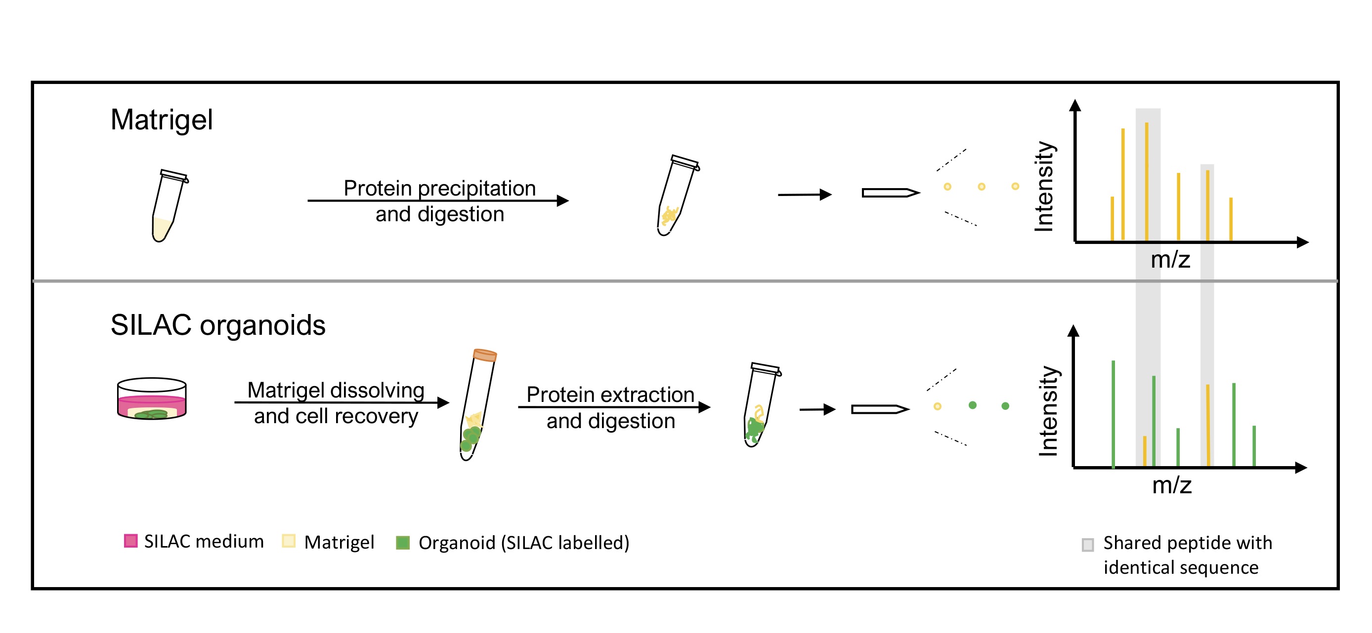 Quantitative comparison of Matrigel dissolving methods | Wu Lab