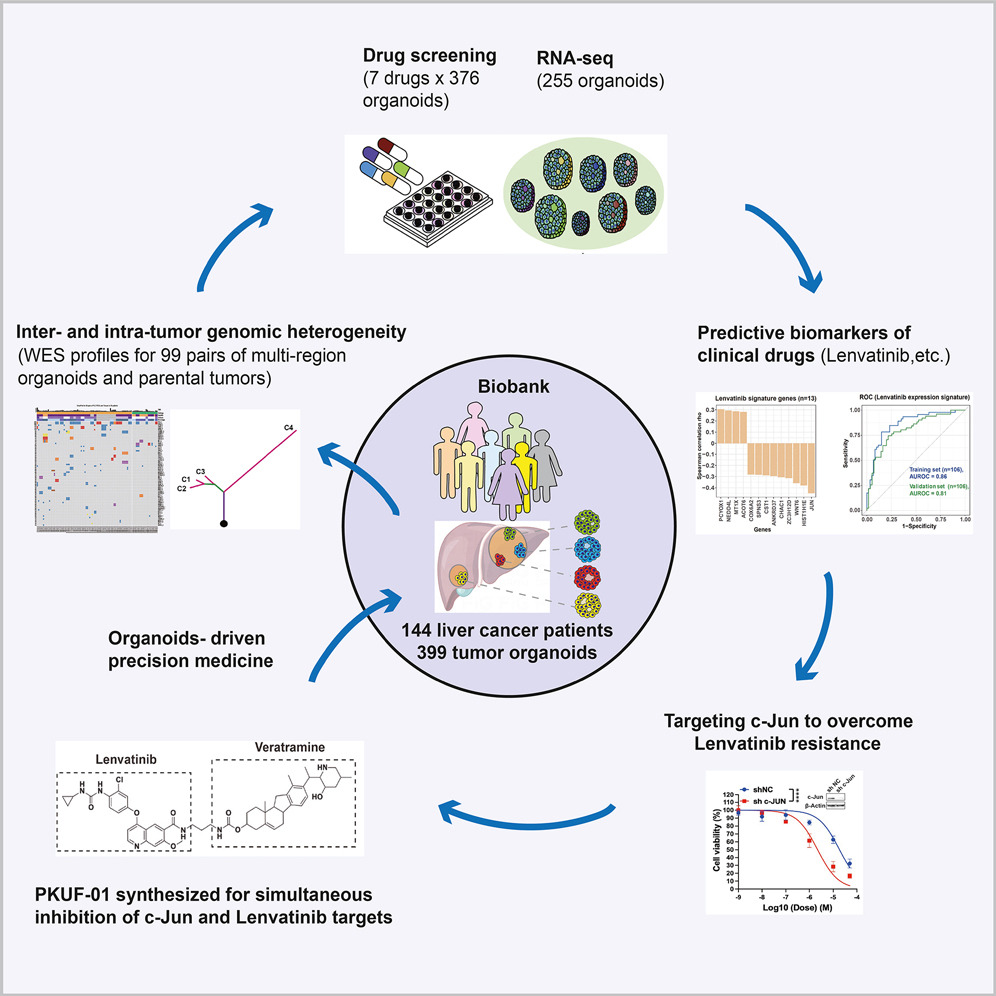 Pharmacogenomic profiling of intra-tumor heterogeneity of liver cancer organoids | Wu Lab